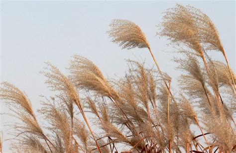 芦苇 360百科