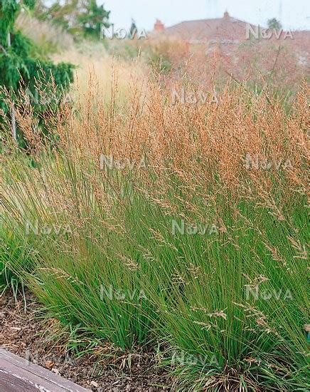 Molinia Moorhexe