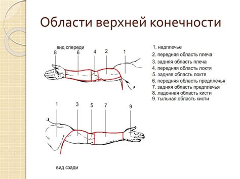 Топографическая анатомия и оперативная хирургия верхней конечности
