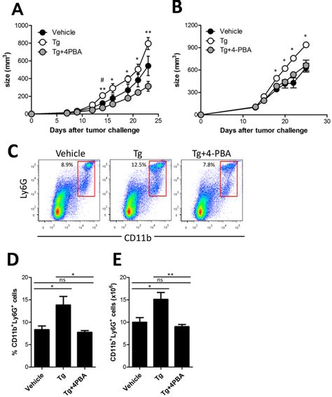 4 Pba Attenuated Tg Induced Mdsc Expansion And Tumor Growth A Two