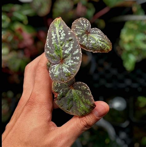 Begonia Variabilis Furniture And Home Living Gardening Plants And Seeds