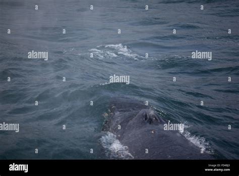 Whale Spraying Water High Resolution Stock Photography and Images - Alamy