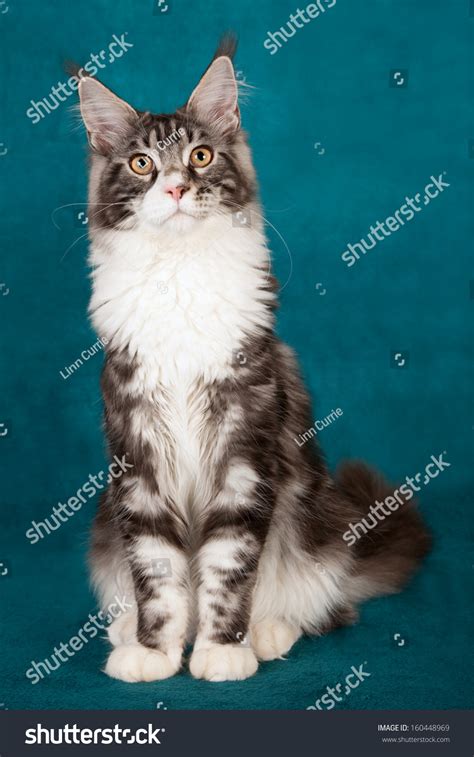 Black Silver Classic Tabby Bicolour Maine Stock Photo Shutterstock