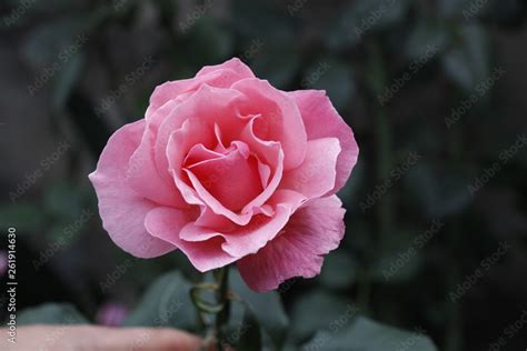 Estas Son Diferentes Tipos De Flores Fotos Tomadas En Diferentes Lugares Y Jardines Aqui