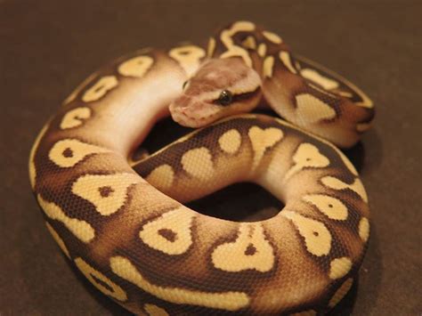 PASTELMOJAVE Ballpython