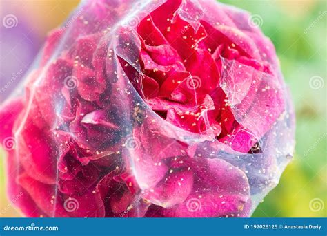 Spider Mite On A Raspberry Rose Fragment Close Up Stock Image Image