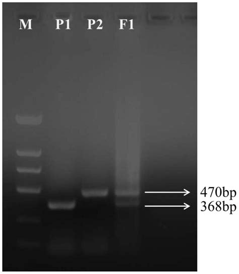 一种与黄瓜株型紧密连锁的indel分子标记及其引物和应用的制作方法2