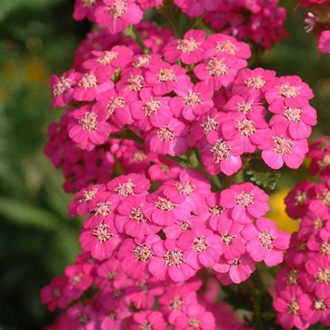Achillea Pretty Belinda 3L