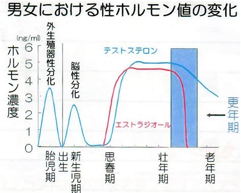 テストステロンと女性ホルモン 名張市整骨院やすらぎ