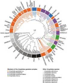 Dendrogram Of Hierarchical Unsupervised Clustering Of Binary Peaks