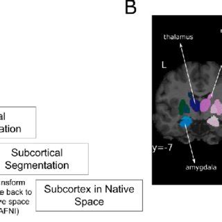 Analysis Pipeline And Example Segmentation Outcome From FSL FIRST Download Scientific Diagram