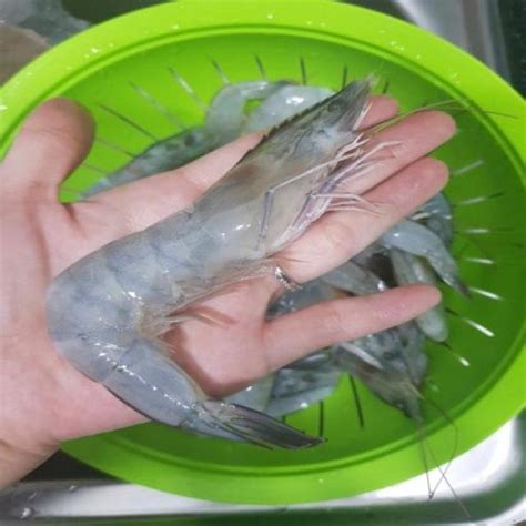 Deteksi Jenis Penyakit Udang 10 Object Detection Dataset V1 2025 03 03 11 12am By Skripsi Udang