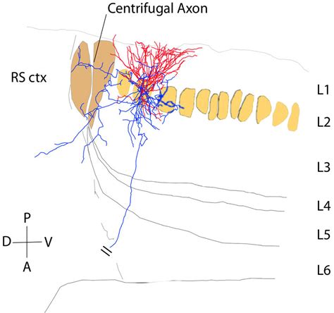 Two Reconstructions Of Neuronal Morphologies In The Mea A