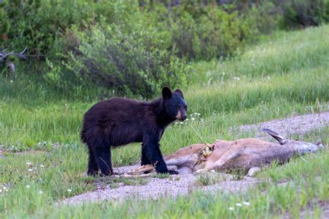 What Do Black Bears Eat These 50 Top Bear Foods Firearm Pebbles