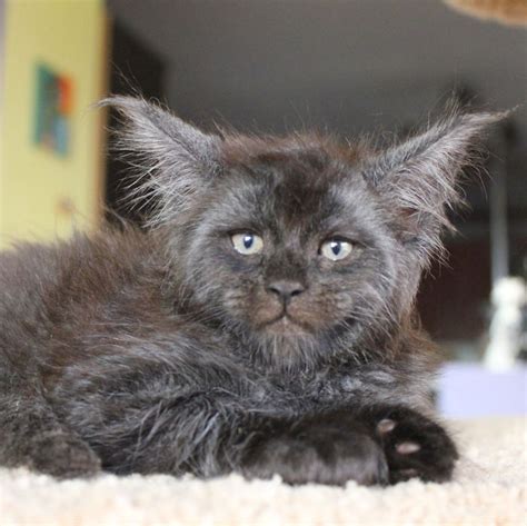 Ce Chat Avec Un Visage Humain Est La Nouvelle Vedette Du Web Et On Ne
