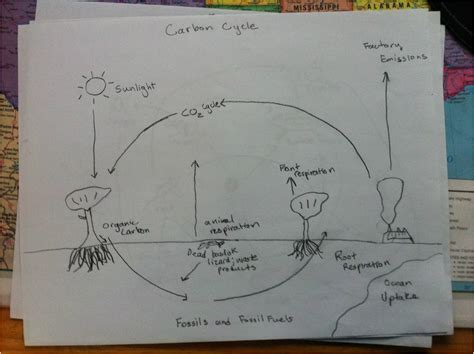 Geochemical Cycle Species Interaction The Basilisk Lizard