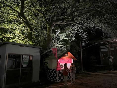 花さんぽ 105 大蔵 妙法寺 枝垂れ桜ライトアップ futakoloco