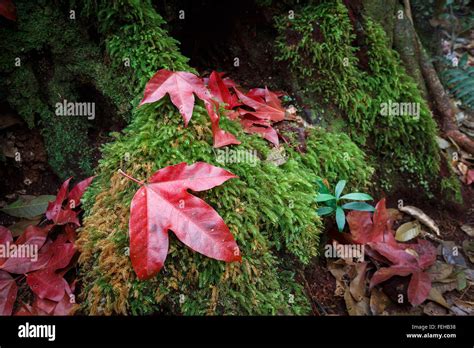 Focusing On The Big Red Maple Drop Down Onto A Big Root Of Tree Which Covered By Green Moss