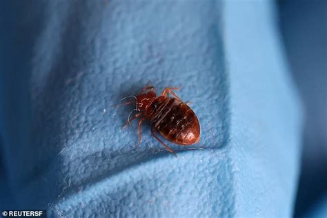 Bed Bug Panic Grips Britain Commuters Avoid Sitting On Tubes As They Share Videos Of Insects