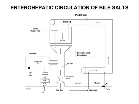 Enterohepatic Circulationppt