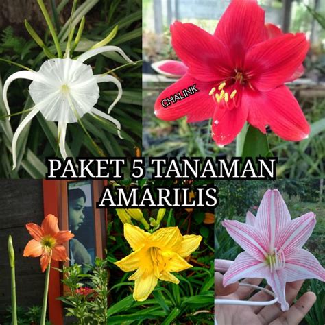 Jual Paket 5 Tanaman Bunga Amarilis Amarilis Merah Pink Putih