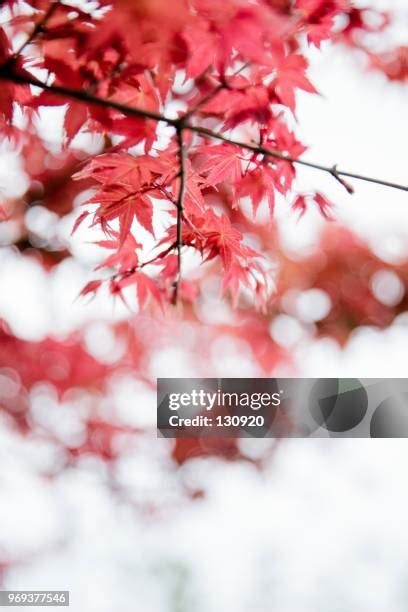 Maplesoft Photos And Premium High Res Pictures Getty Images