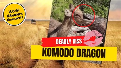 Komdo Dragon Vs Goat Compilation 2023 Youtube