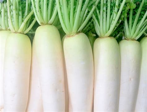 Daikon Oroshi Healthy Grated Radish Backlane