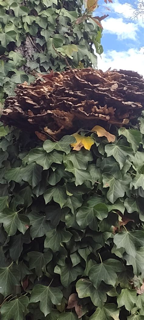 Help Identifying Fungus R Mycology