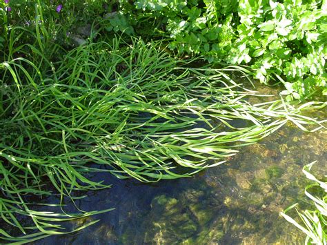 Floating Sweet Grass British Flora