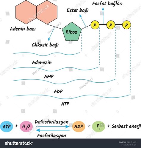 Glycosidic Bond Dna