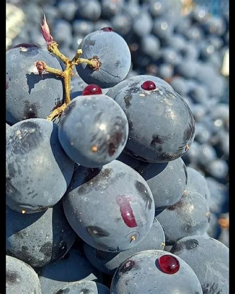 انگور شانی دیم سردشت سیاه انگور کشمش افتابی مویز در تهران