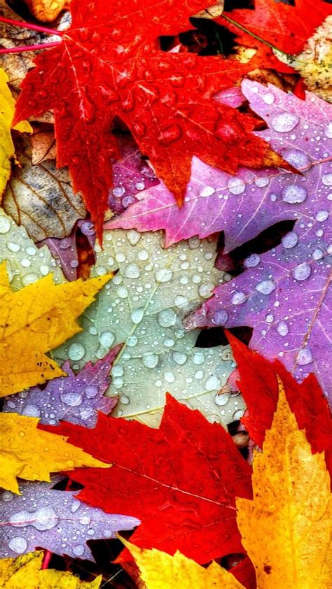 Daun Maple Wallpaper Maple Ish Bokeh Sabrina Mae Beautiful Flowers