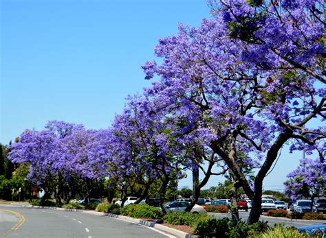 拈花惹草集 藍花楹 Jacaranda