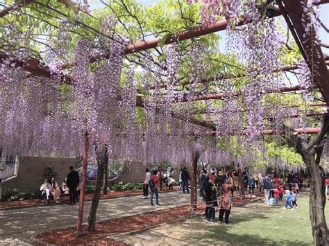 紫藤盛花期来袭嘉定紫藤公园推出文化快闪