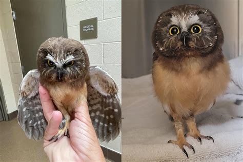 Northern Saw Whet Owl Flying
