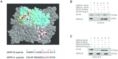 Analysis Of Ndpk B Interaction With Cftr A Position Of The Exposed