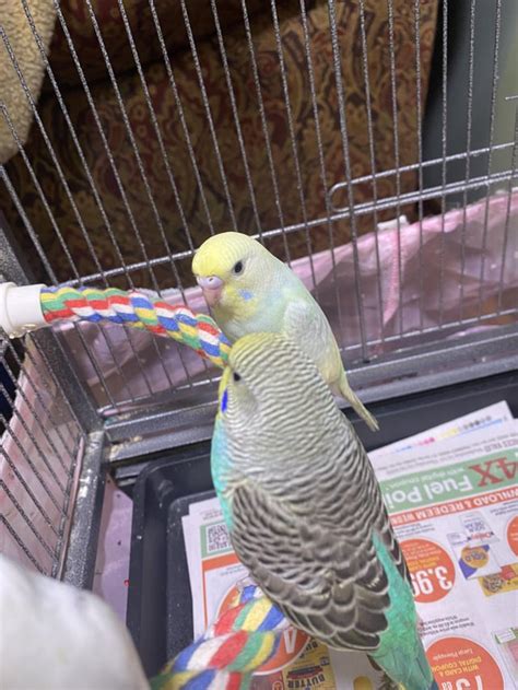 What Sex And Name Suggestions R Budgies