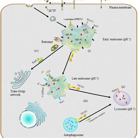 Pdf The Endosomal Lysosomal System From Acidification And Cargo Sorting To Neurodegeneration