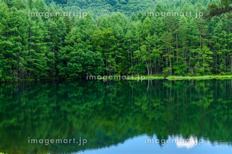 新緑の御射鹿池 長野観光名所の写真素材 236892170 イメージマート
