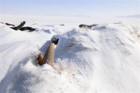 Zangi Mn ЗГХЭГ ын дарга Д Амарбаясгалан Говь Алтай Завхан аймгийн хаваржилт хүндэрсэн сумдад