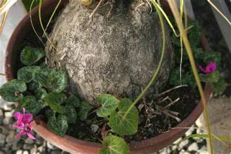 四季おりおりに 球根植物