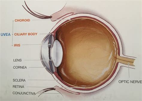 Metastatic Uveal Melanoma Overall Survival Benefit With Tebentafusp