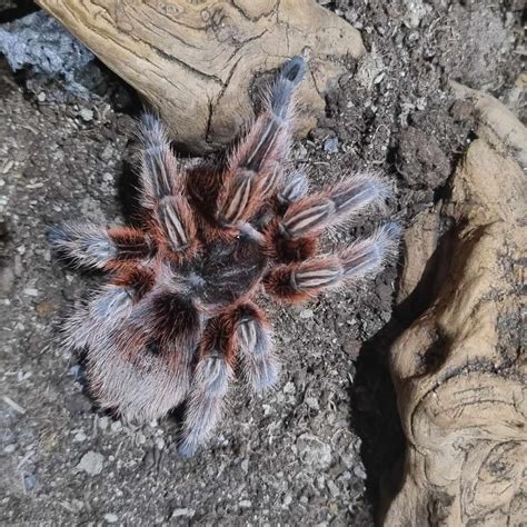 Need Help Naming My Tarantula Rautism