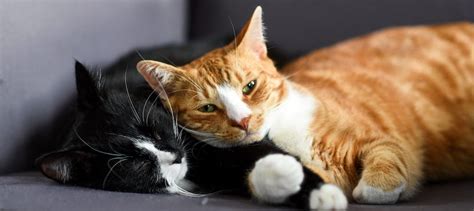 Tips For Managing Multi Cat Households Happy Feline Home