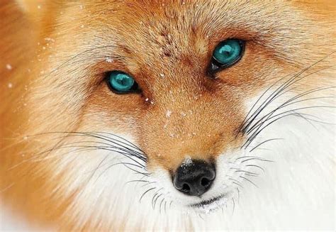 Stunning Red Fox With Mesmerizing Blue Eyes