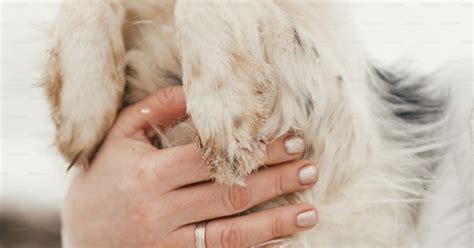 눈 덮인 겨울 공원에서 직접 손에 귀여운 겁에 질린 개 대피소에서 작은 흑백 강아지를 껴안고 있는 사람들 채택 개념입니다