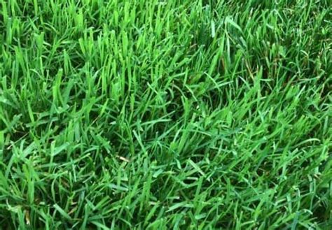 What Grass Grows In Shade 5 Best Shade Tolerant Grass Species Cg Lawn