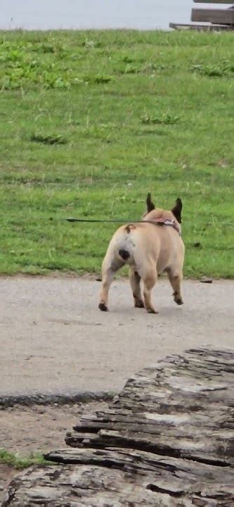 Corgie Noticed Something Youtube