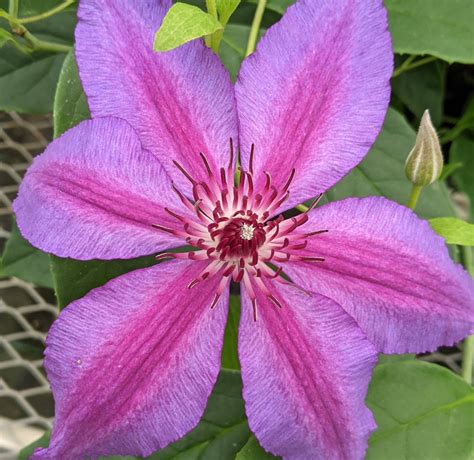 Clematis Barbara Dibley Brushwood Nursery Clematis Specialists